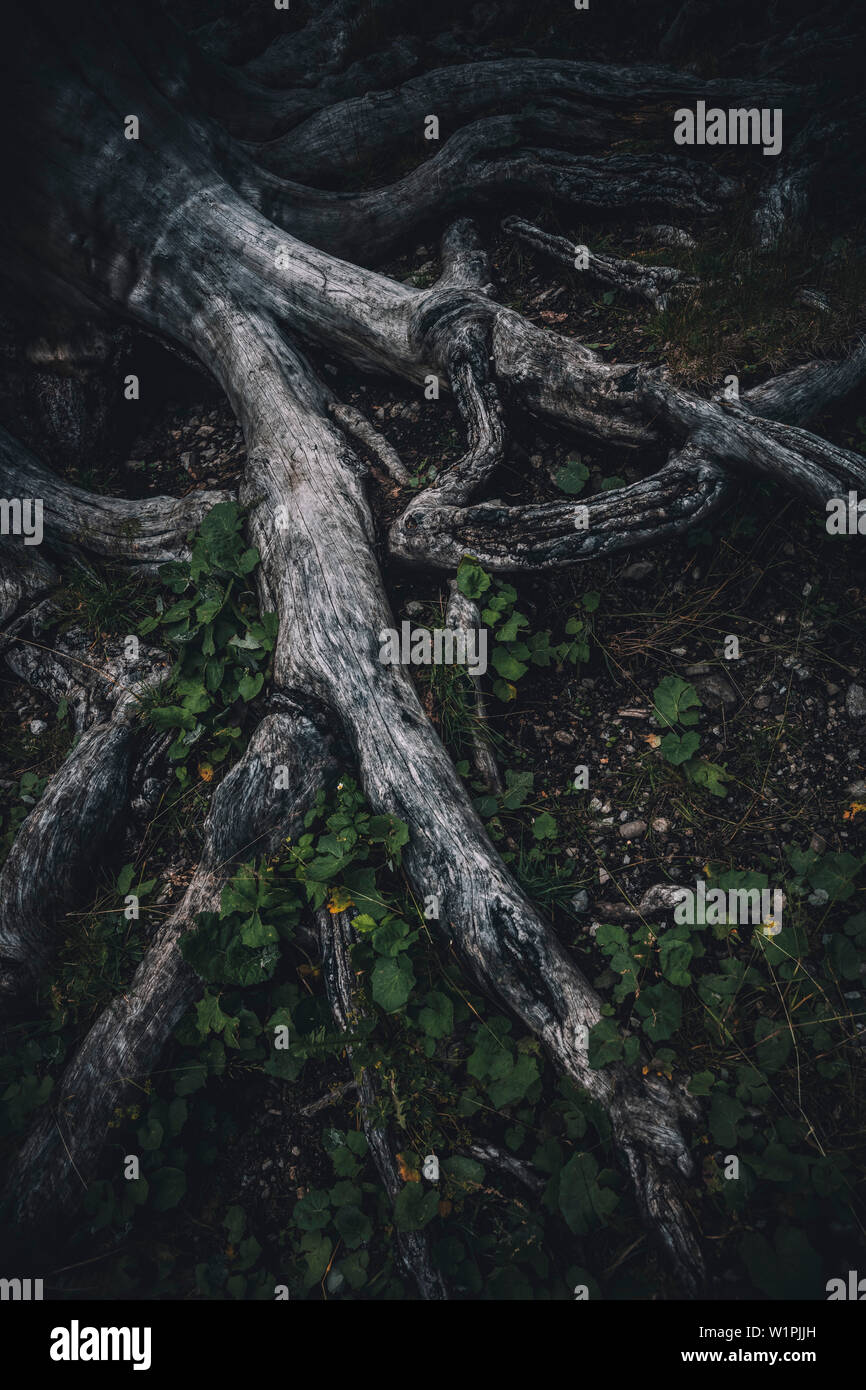 Root peak hi-res stock photography and images - Alamy