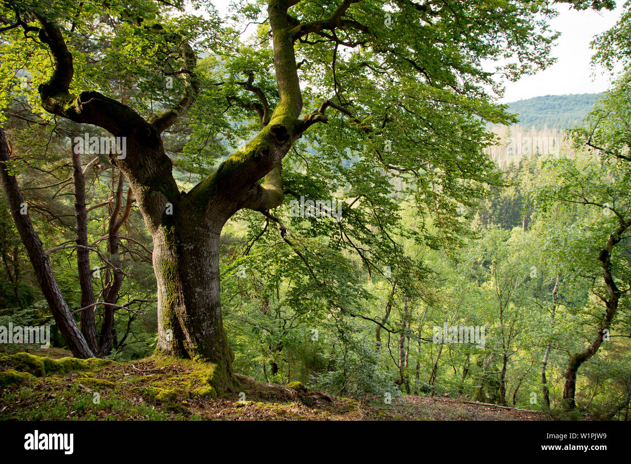 Giant beech tree hi-res stock photography and images - Alamy