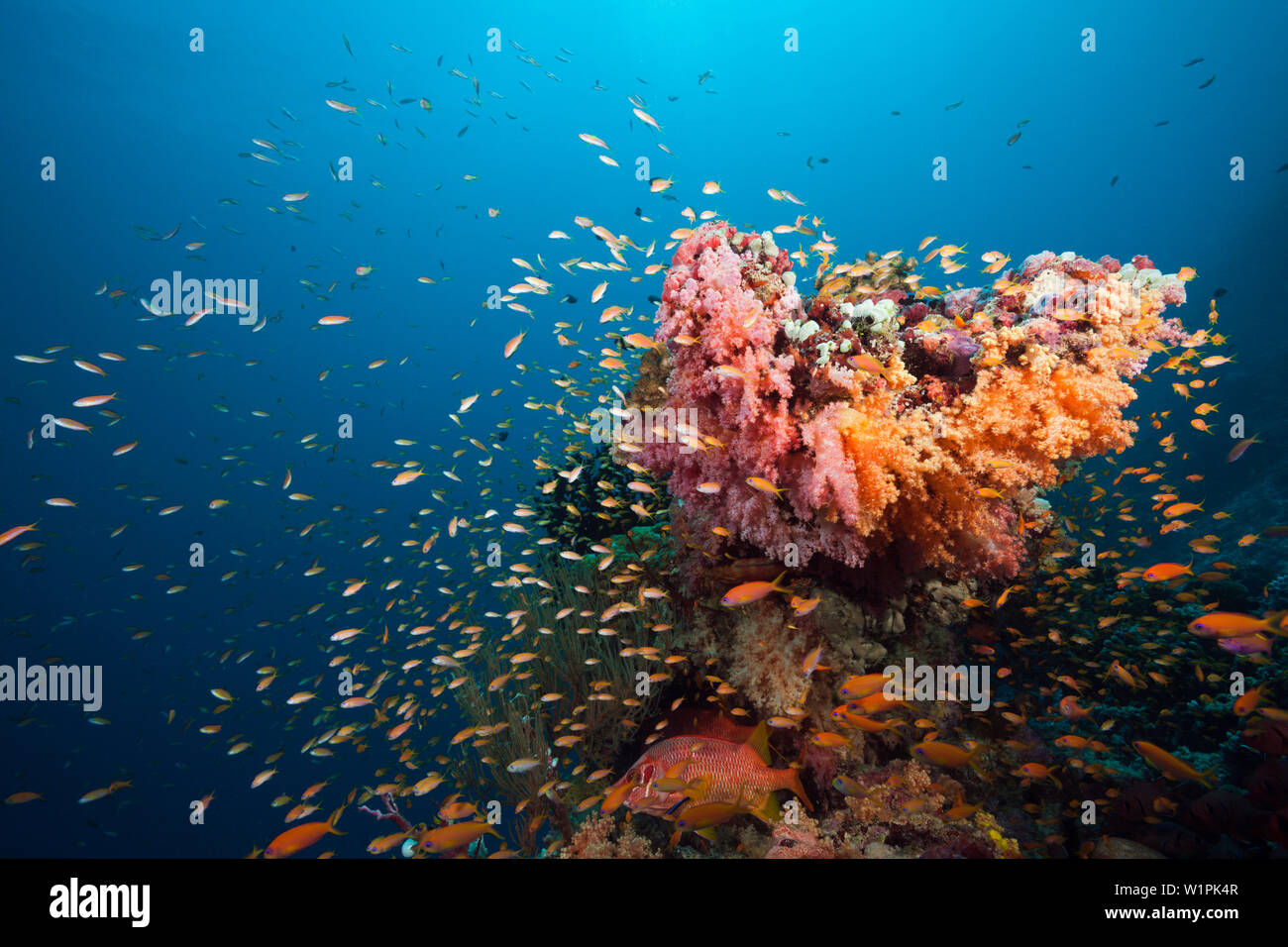 Colored Coral Reef, South Male Atoll, Maldives Stock Photo - Alamy