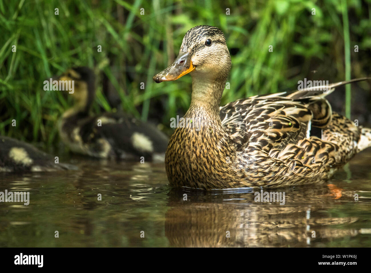 Spreewald Biosphere Reserve, Brandenburg, Germany, Kayaking, Recreation ...