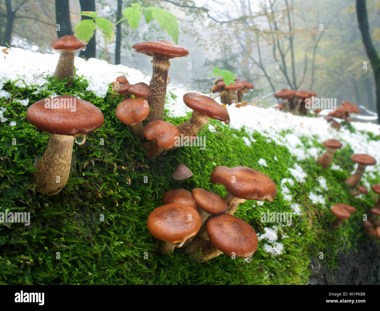 Armillaria, Schafstein, Rhoen Biosphere Reserve, Hessian Rhoen Nature ...