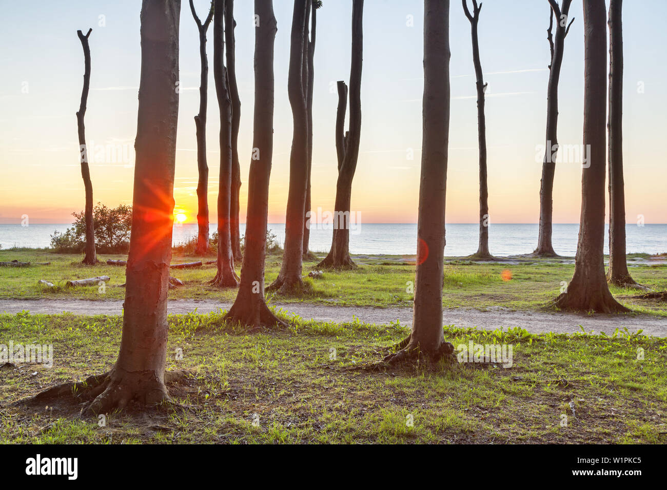Beech forest in Nienhagen, Baltic Sea Coast, Mecklenburg-Western ...