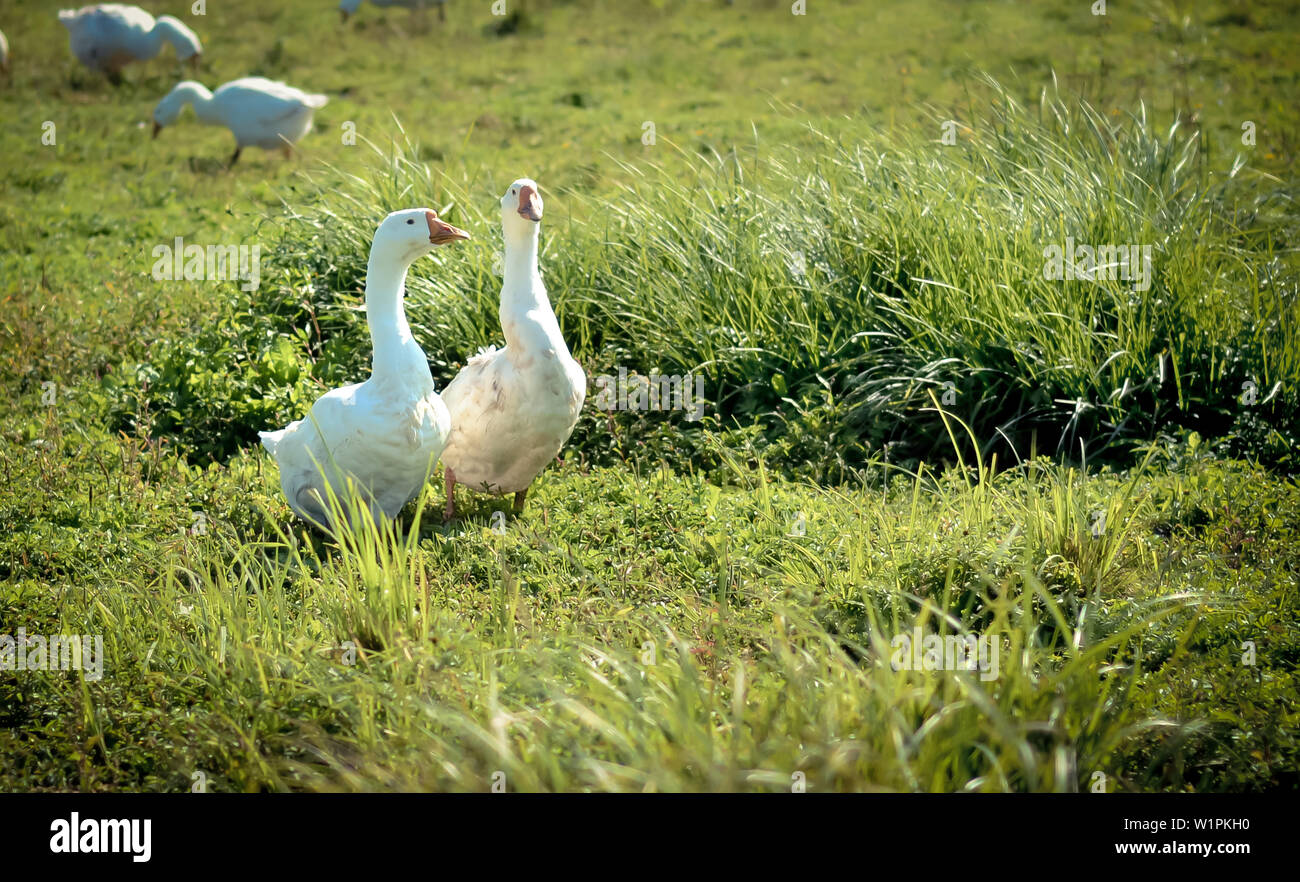 Two graceful white goose standing next to each other in the green grass ...
