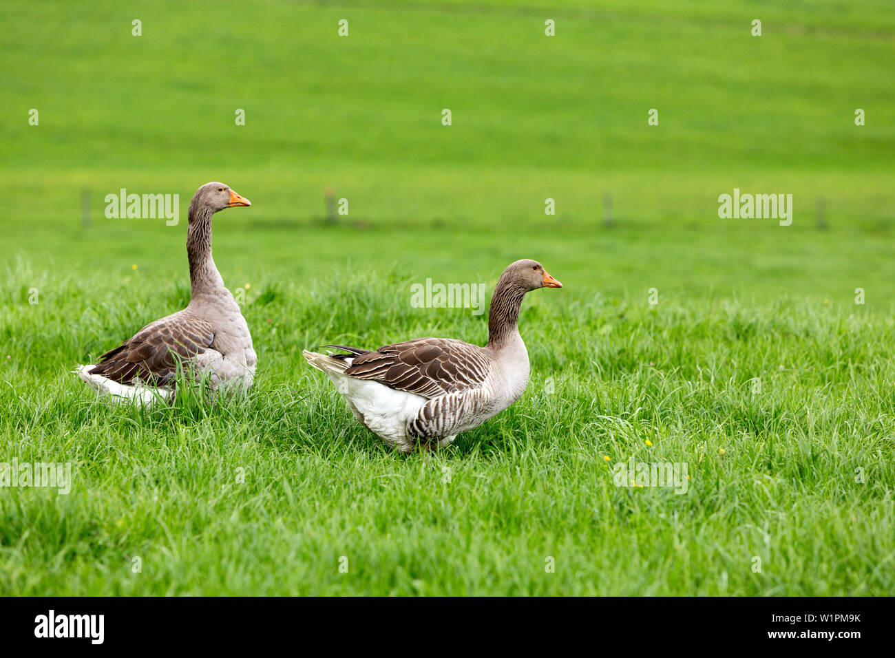Two geese marching on a green meadow Stock Photo - Alamy