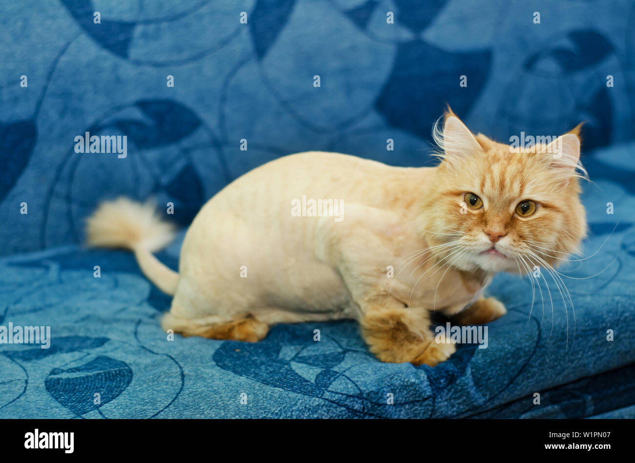 Red-haired cat with a tassel on the tail sitting on a blue sofa Stock ...