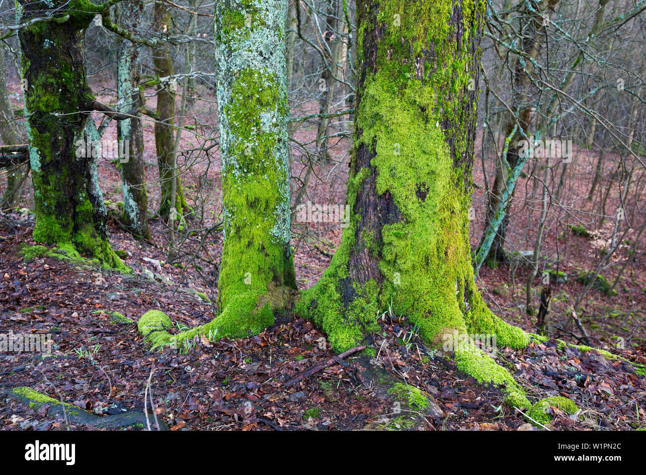 treetrunks covered with moss, Germany, Europe Stock Photo - Alamy