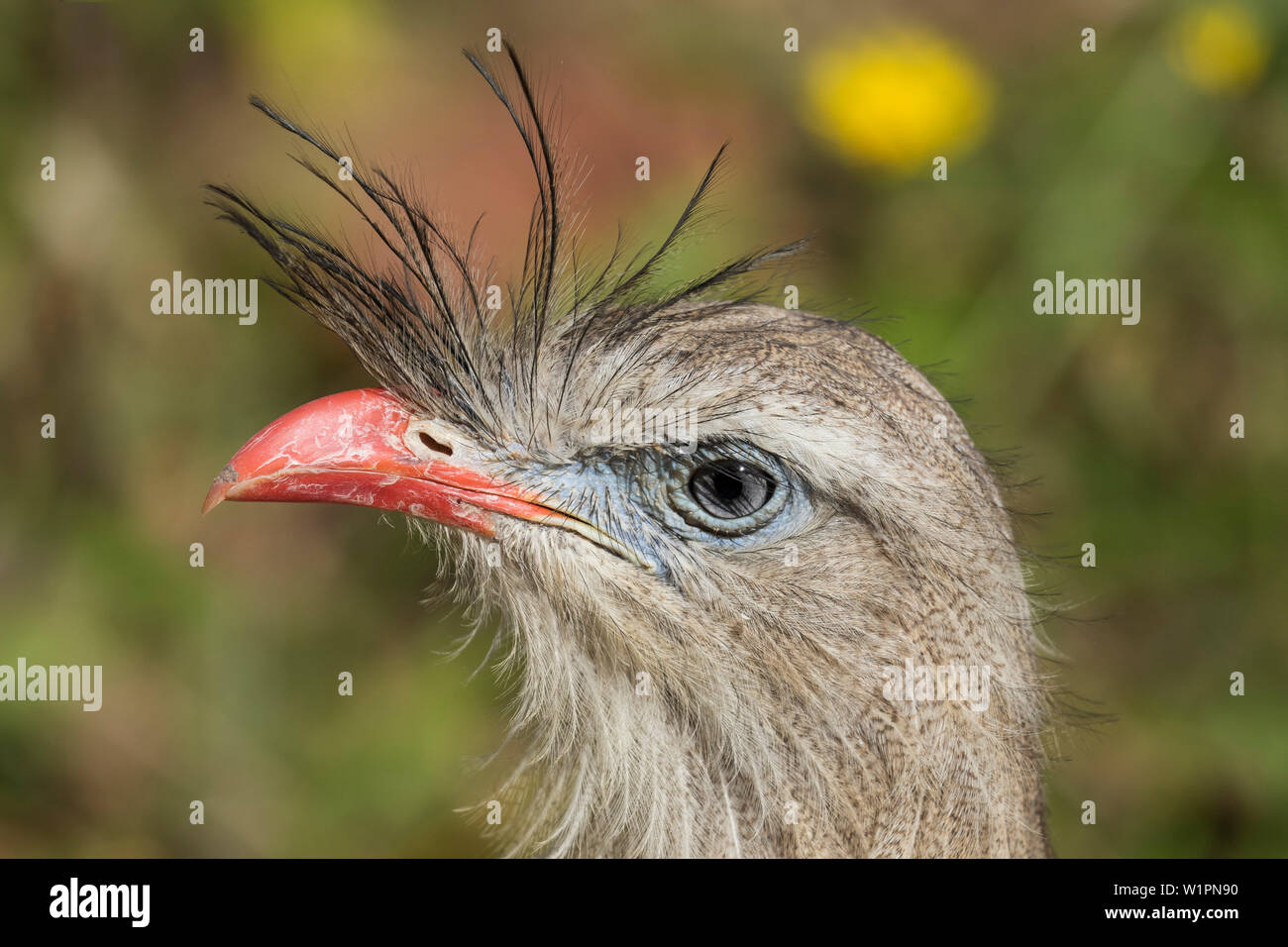 Captive red legged seriema cariama cristata hi-res stock photography ...