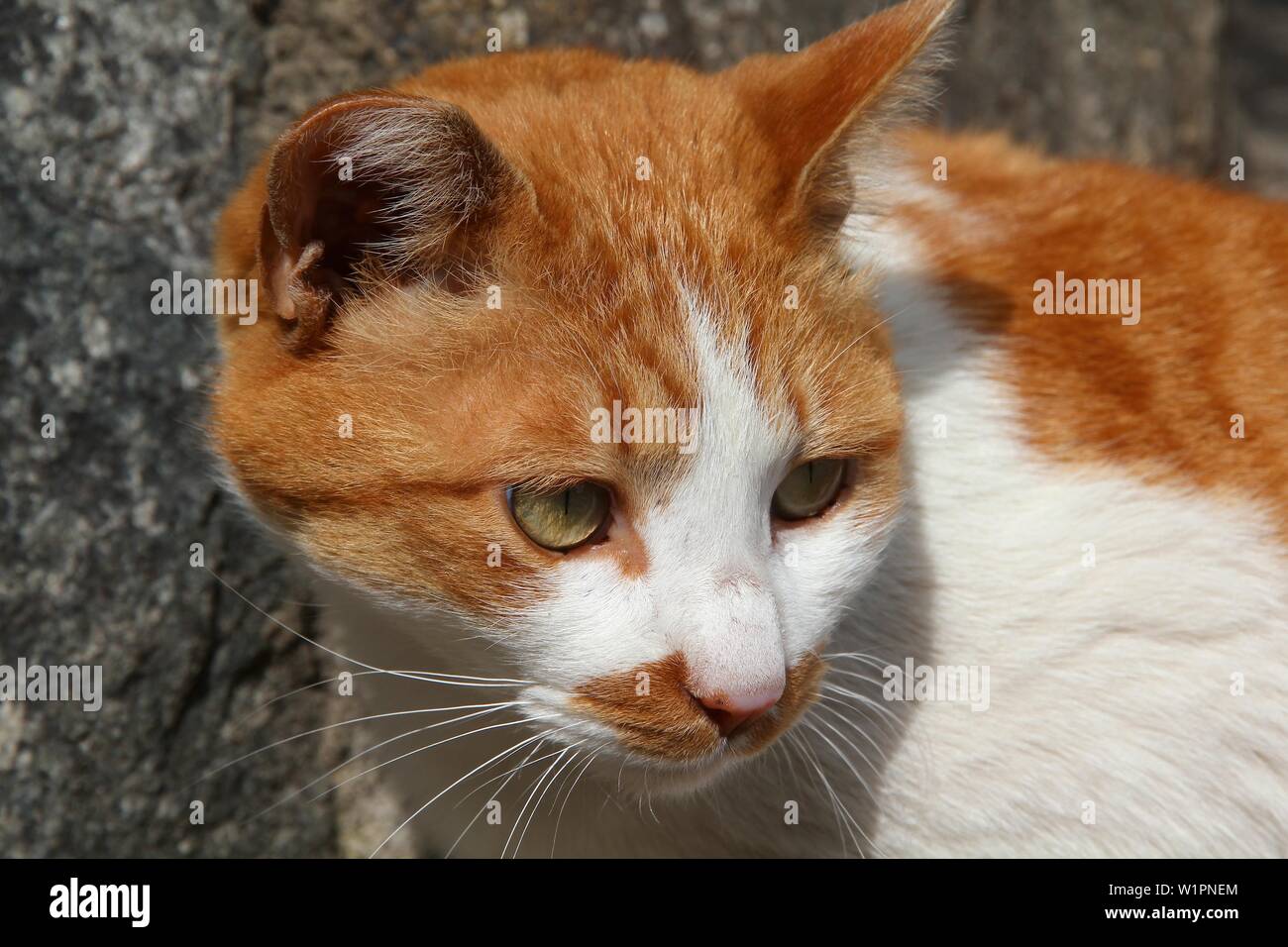 Red and white cat hi-res stock photography and images - Alamy