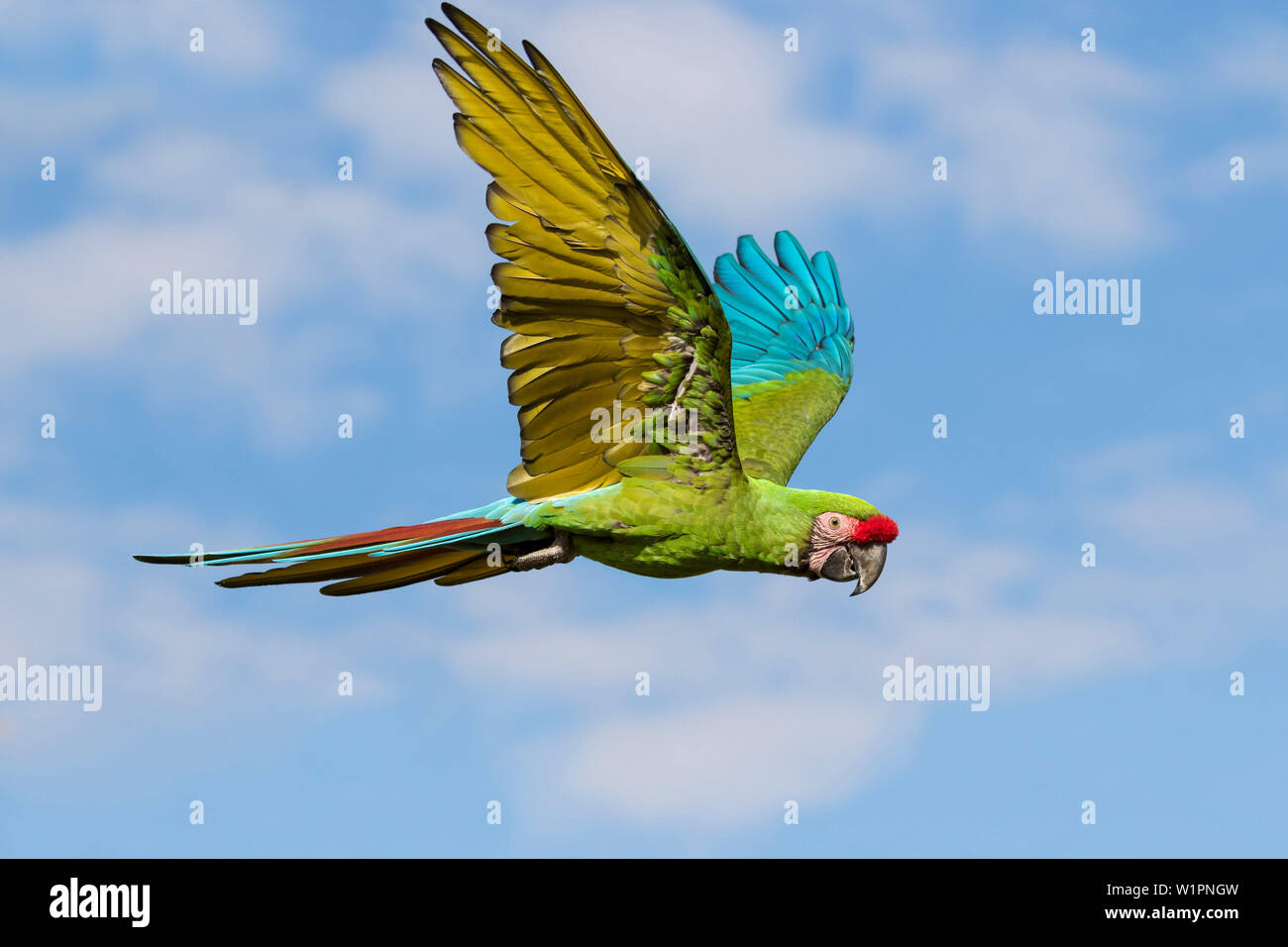 Military Macaw