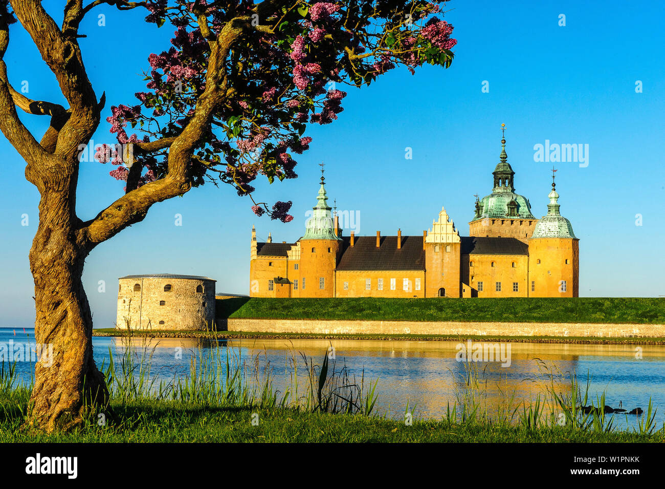 Kalmar castle in the morning light. Tree with flowers in the foreground ...