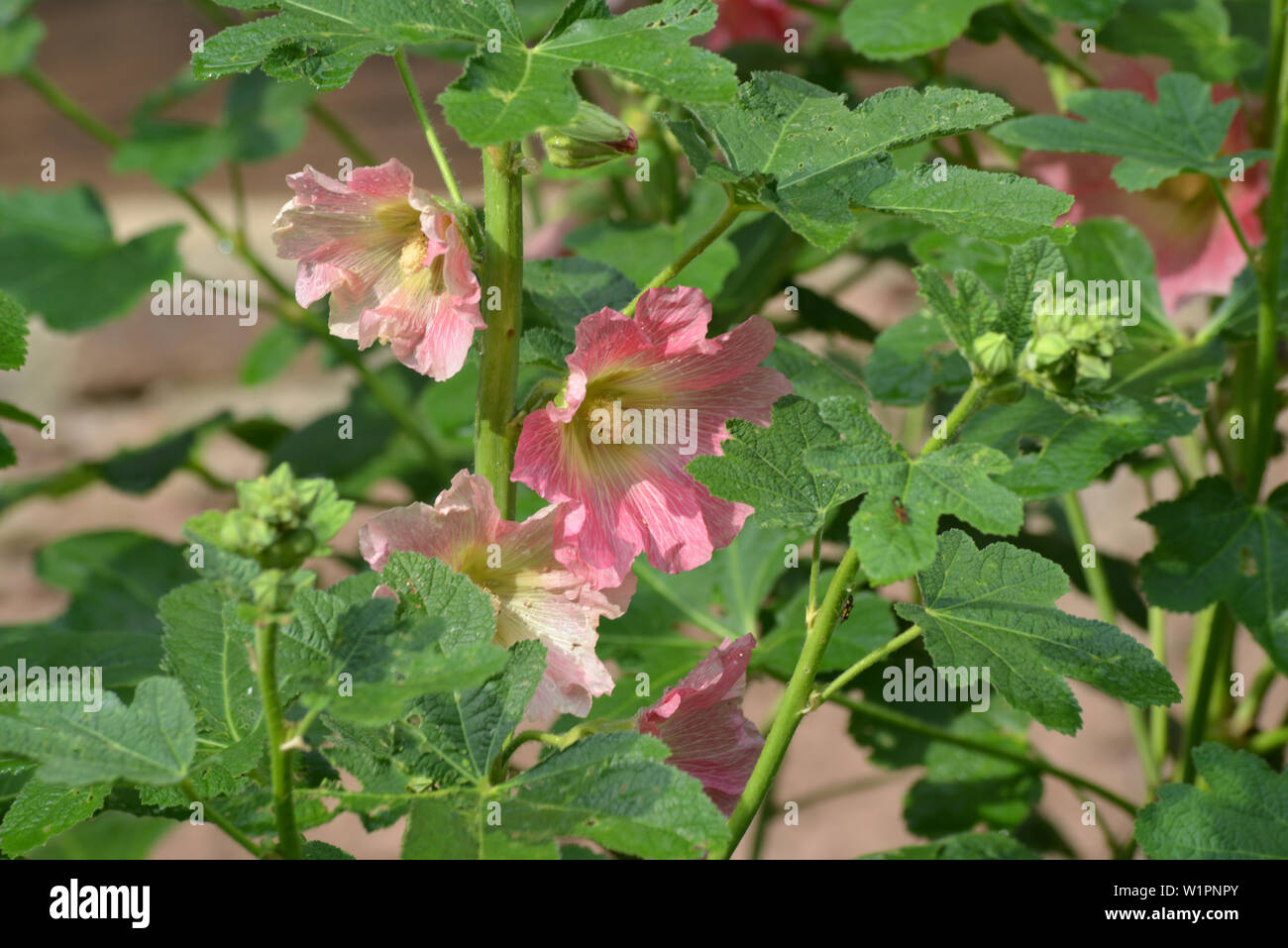 STOCKROSEN . HOLLYHOCK . Alcea rosea Stock Photo - Alamy