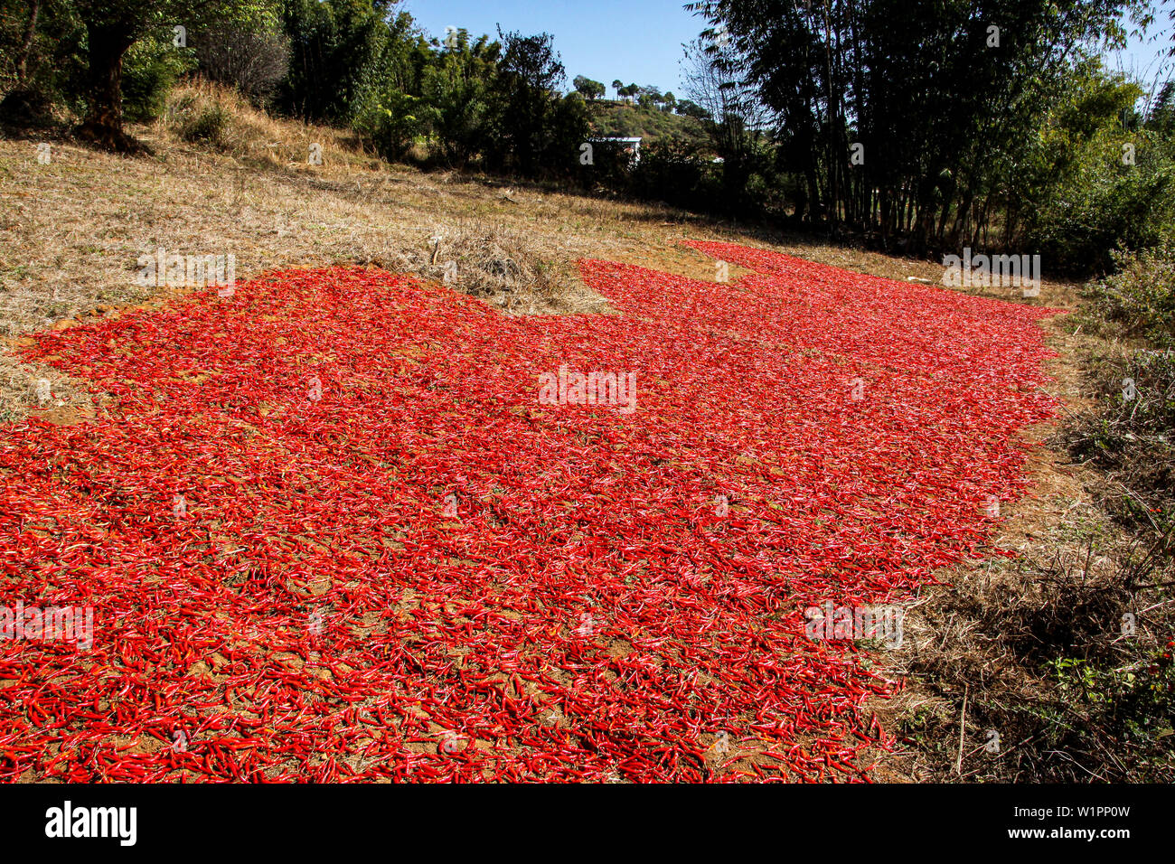 Chilli plantation hi-res stock photography and images - Alamy