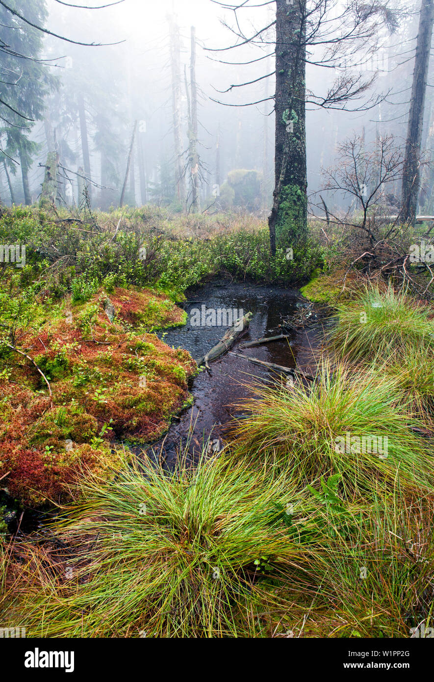 Highmoor submontane of the Brocken peak, Harz National Park, Saxony ...