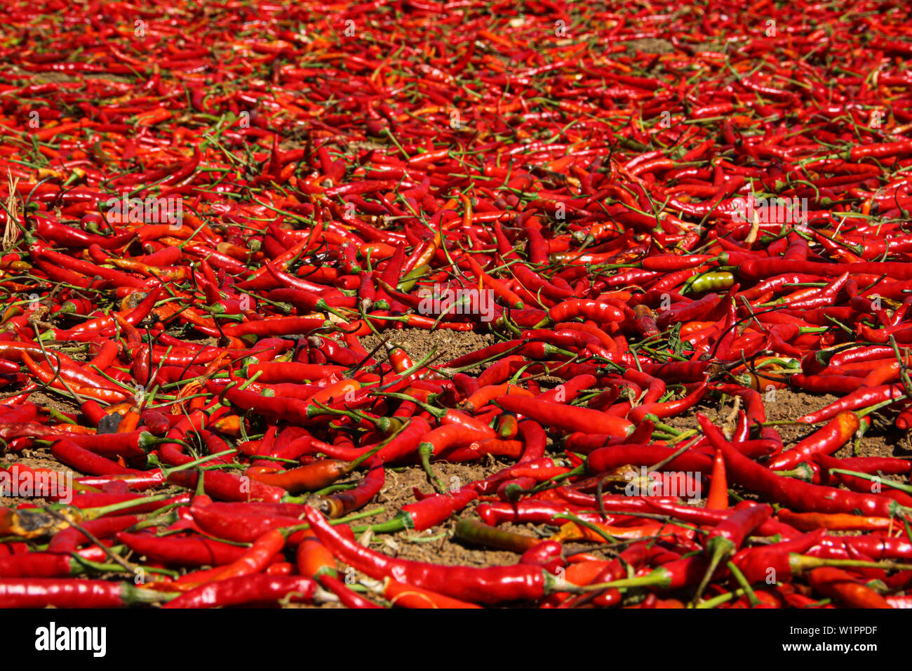 Traditional chilli drying hi-res stock photography and images - Alamy