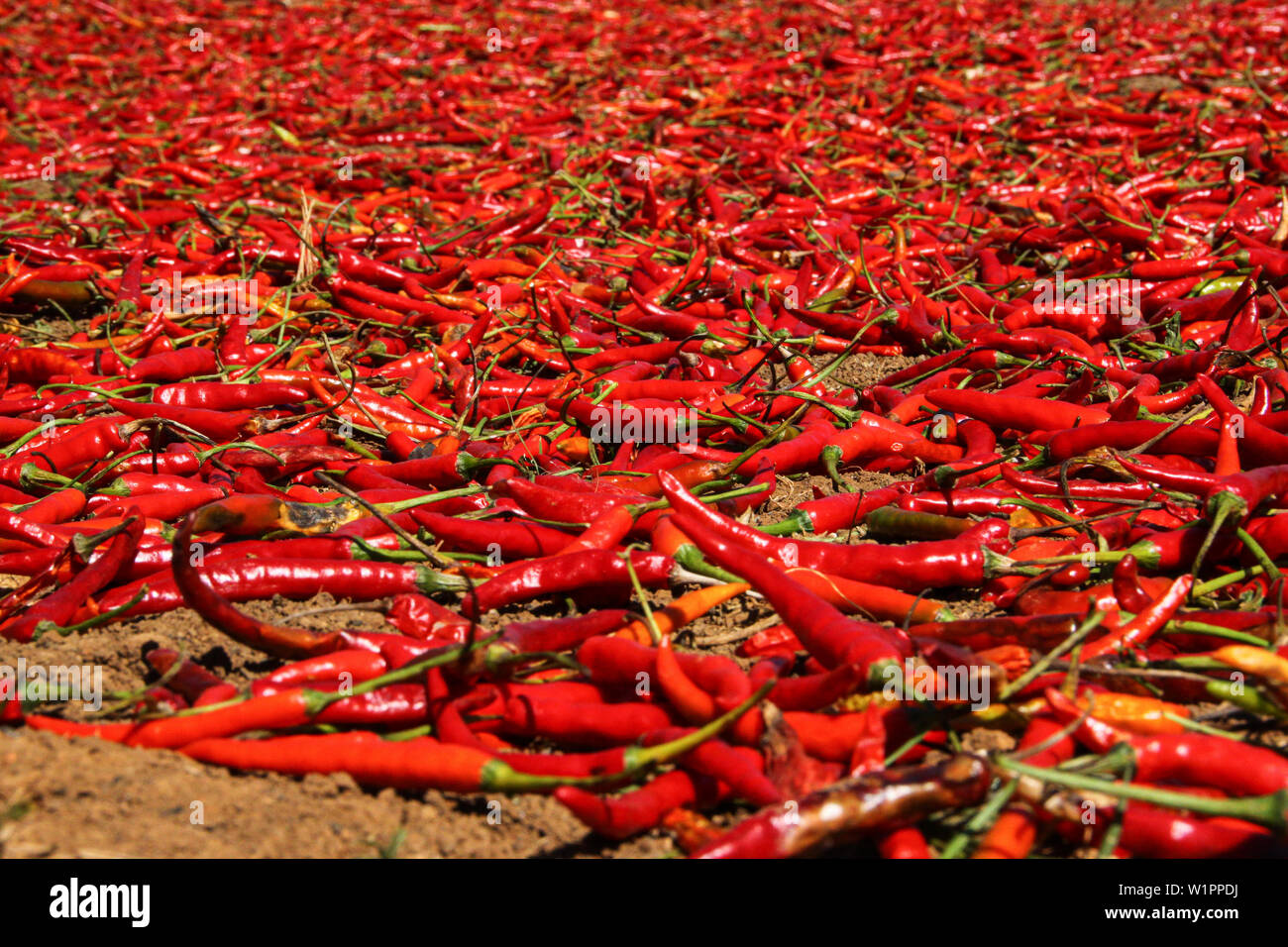Traditional chilli drying hi-res stock photography and images - Alamy