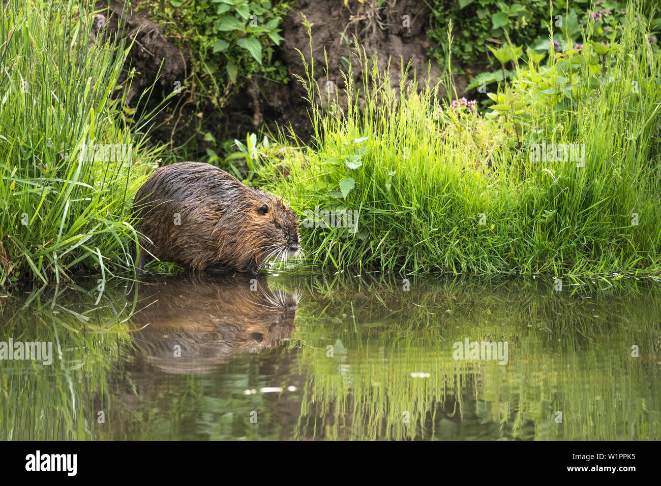 Nutria, river rat along the river banks, Biosphere Reserve, Cultural ...