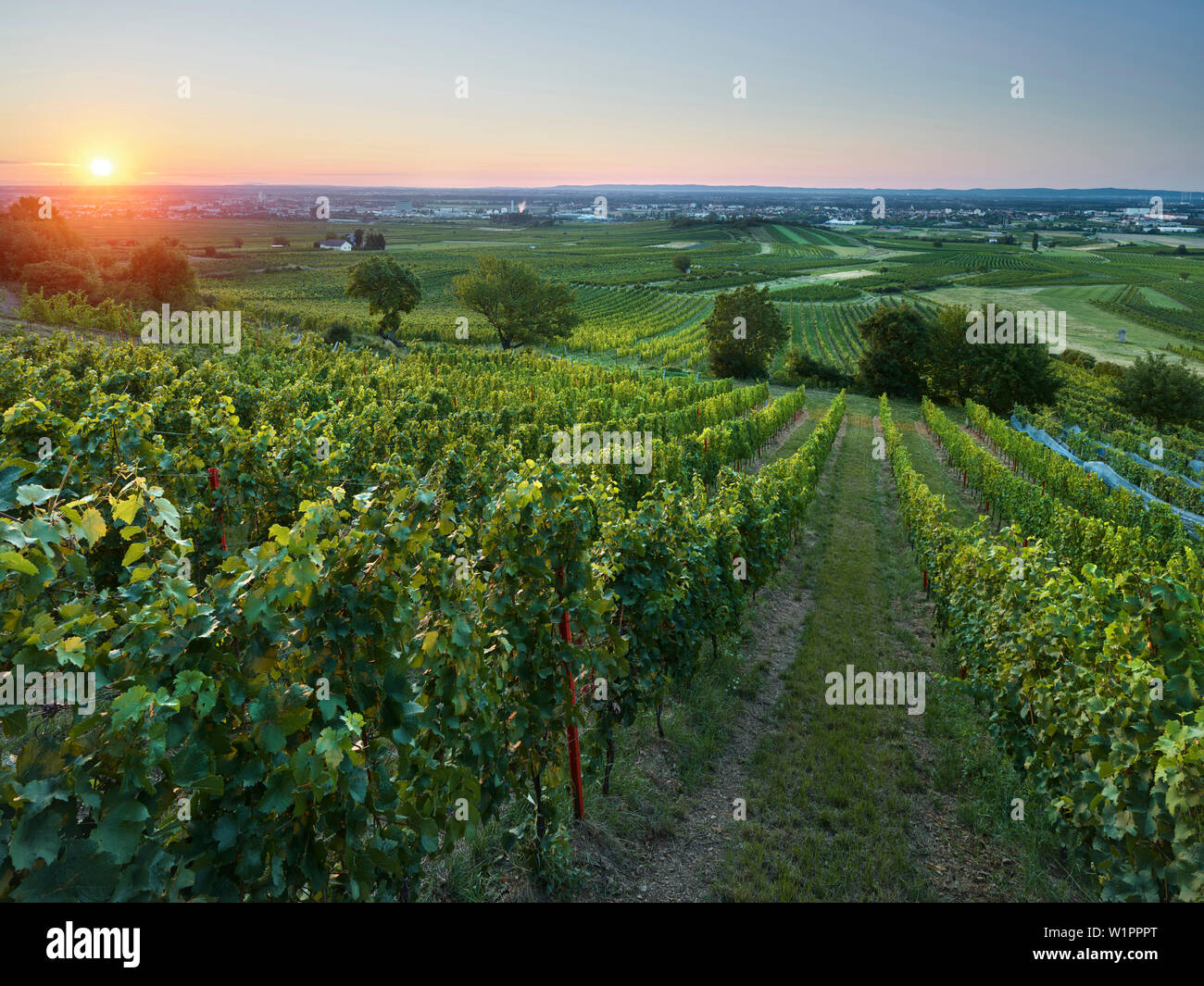 Vienna basin hi-res stock photography and images - Alamy