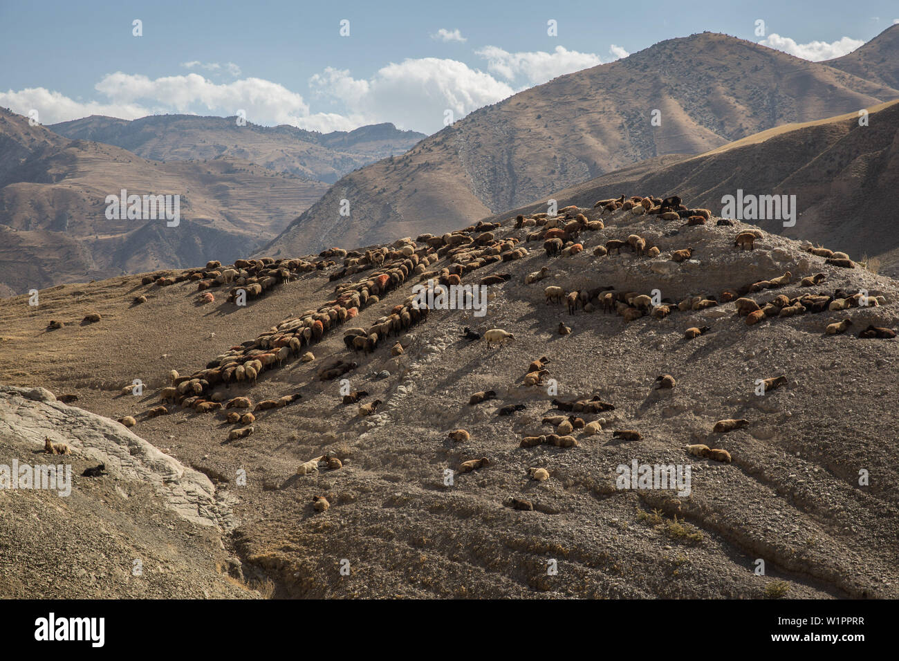 Flocks of sheeps hi-res stock photography and images - Alamy