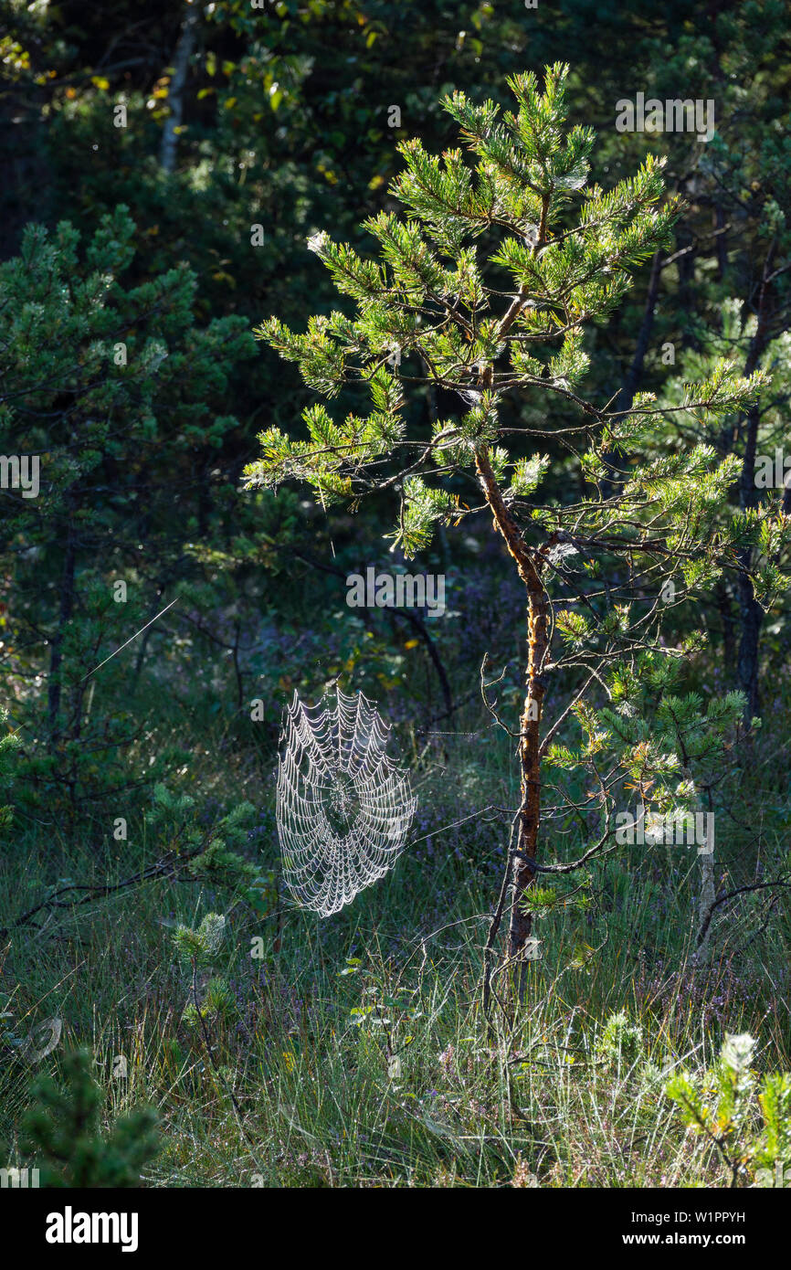 Spiderweb with dew on young pine tree, Pinus spec., Bavaria, Germany ...