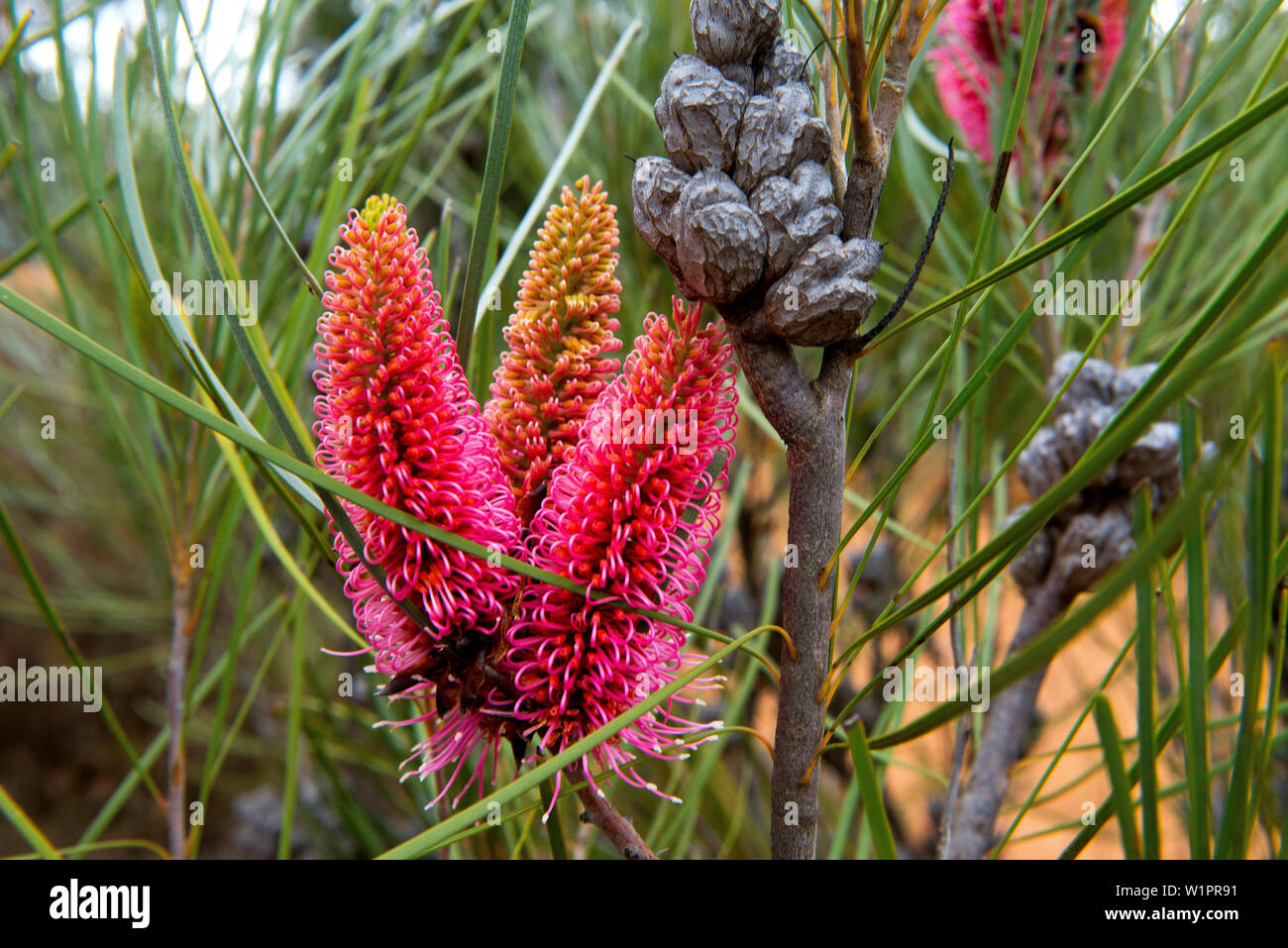 Emu tree (Hakea francisiana) in the Dryandra Woodland near Narrogin in ...
