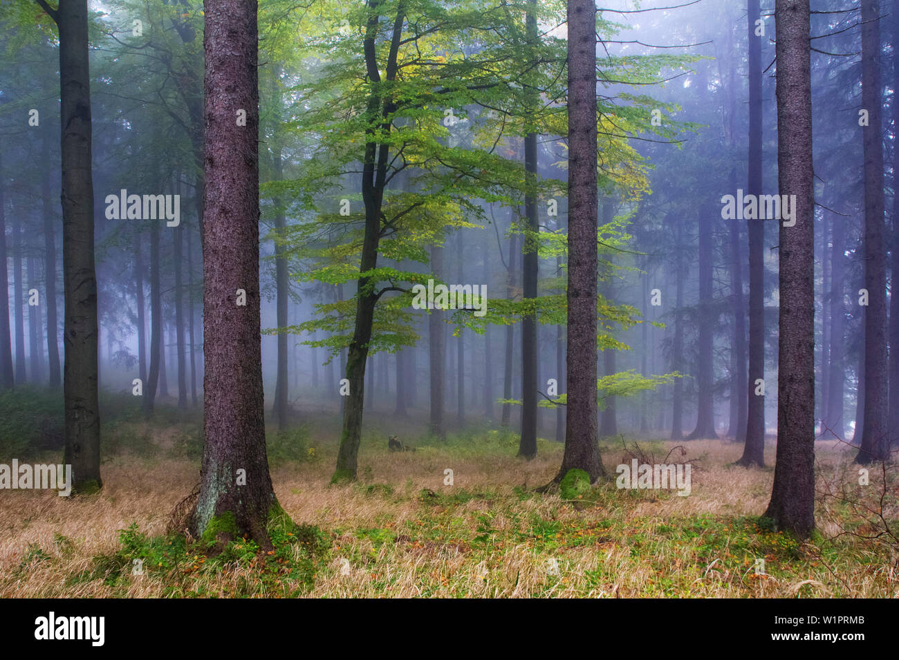 Beech, Thuringian Forest Nature Park, Thuringia, Germany Stock Photo ...