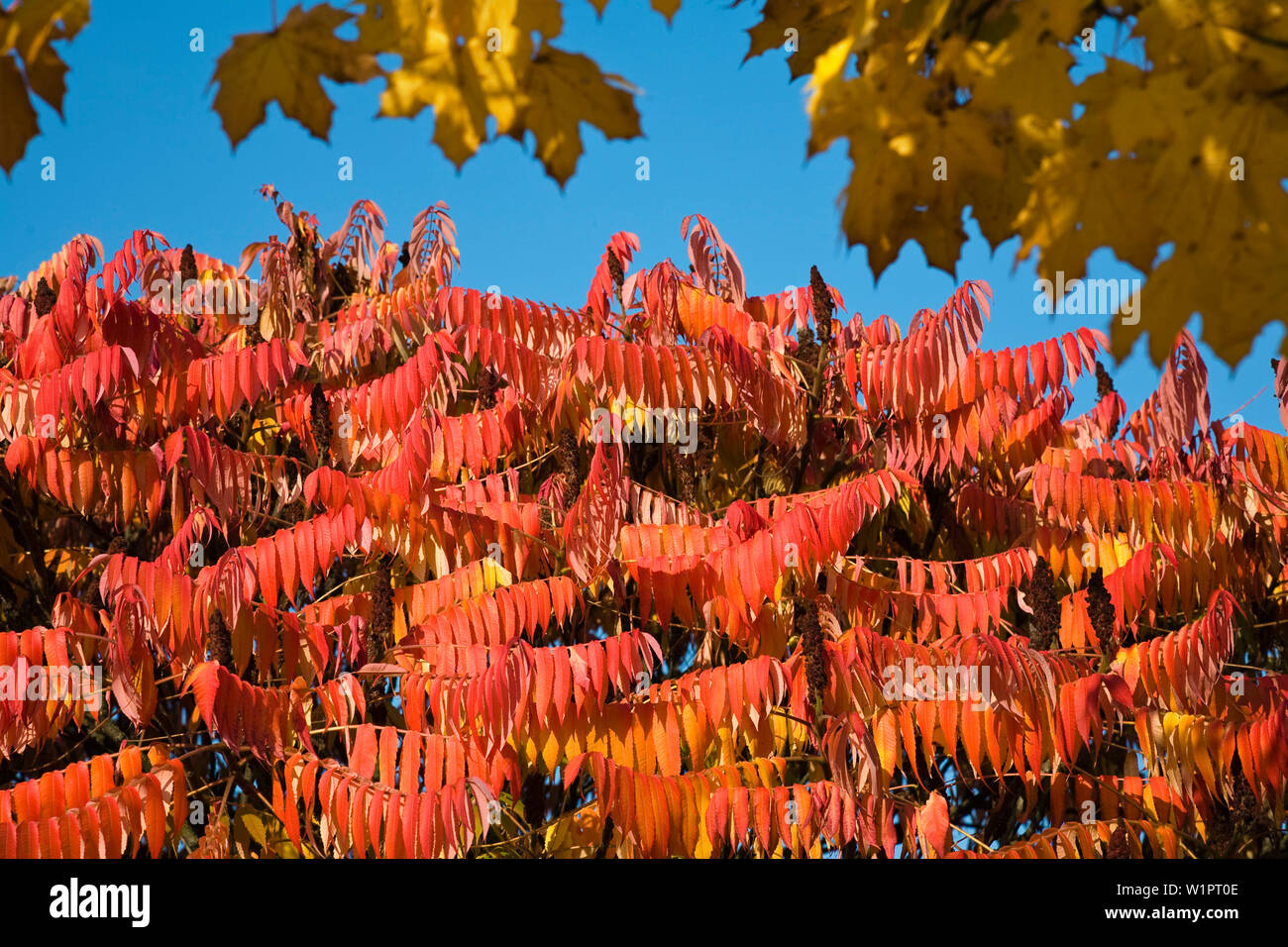 Staghorn sumac in fall, Rhus typhina, Bavaria, Germany, Europe Stock ...
