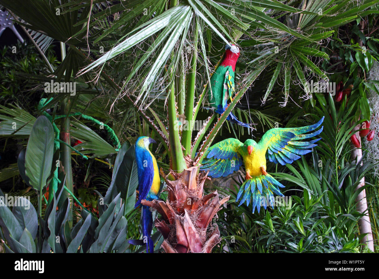 Parrots in treetops hi-res stock photography and images - Alamy