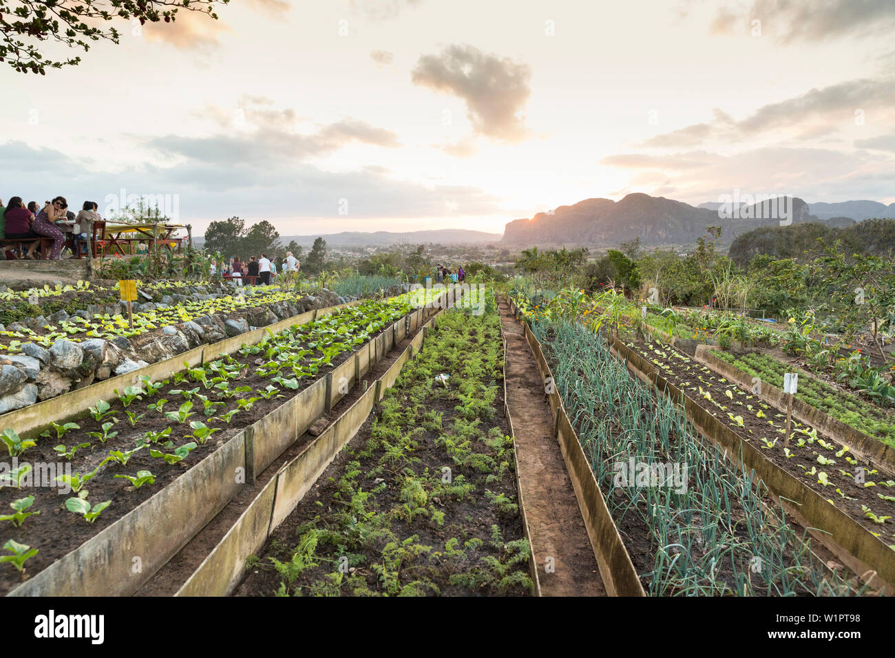 Finca paraiso agroecologica hi-res stock photography and images - Alamy