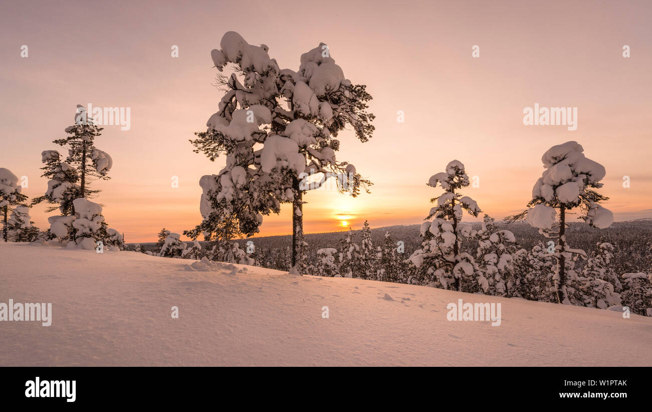 sunset view from the elevated hills of the Pyhä-Luosto National park ...