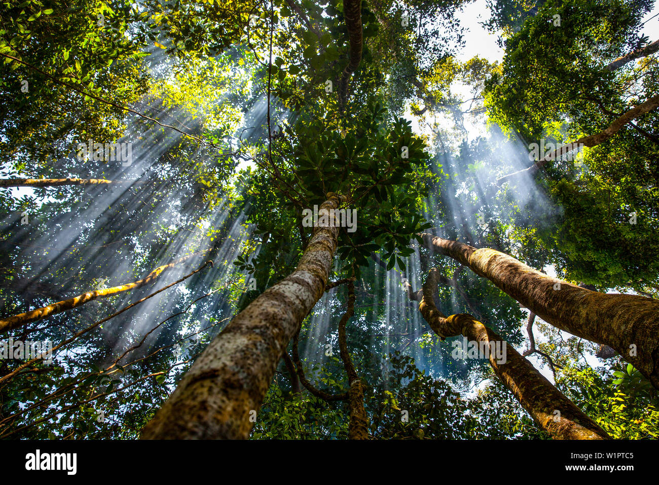 Jungle in central highland of Vietnam, Asia Stock Photo - Alamy