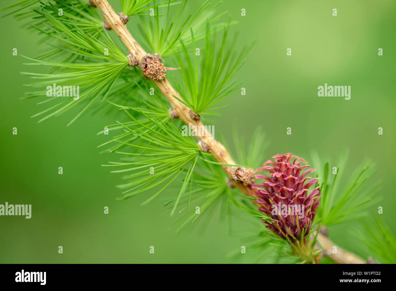 Larch branch with cone, Val Maira, Cottian Alps, Piedmont, Italy Stock ...