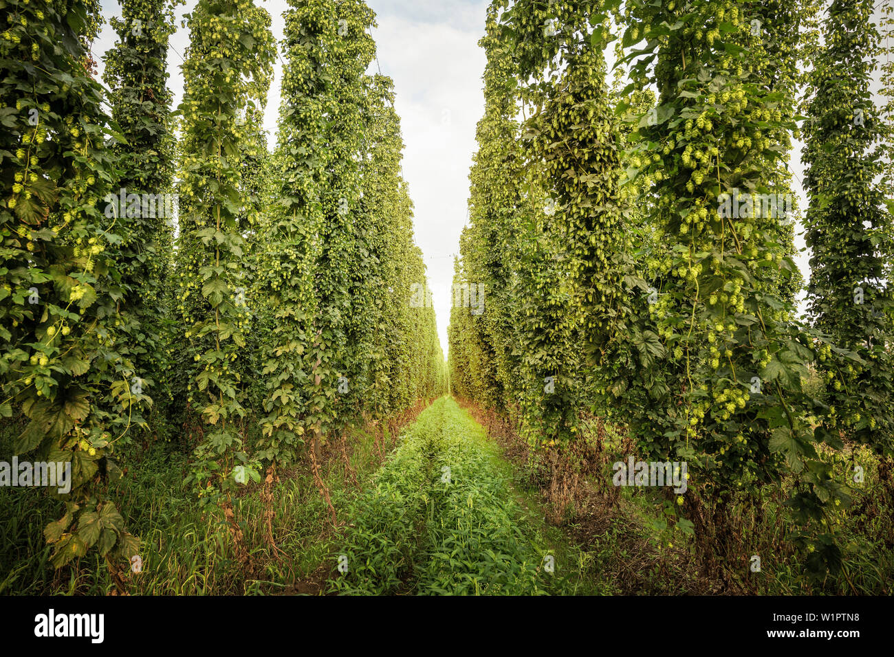 hop growing area in Tettnang, Lake Constance, Baden-Wuerttemberg ...