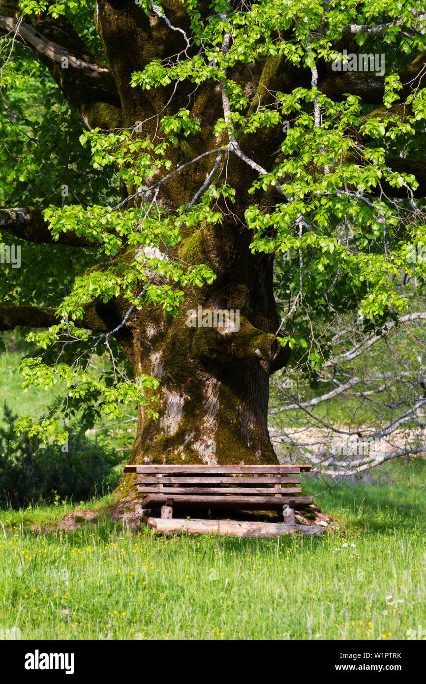lime tree with bench, Tilia platyphyllos, Croatia, Europe Stock Photo ...