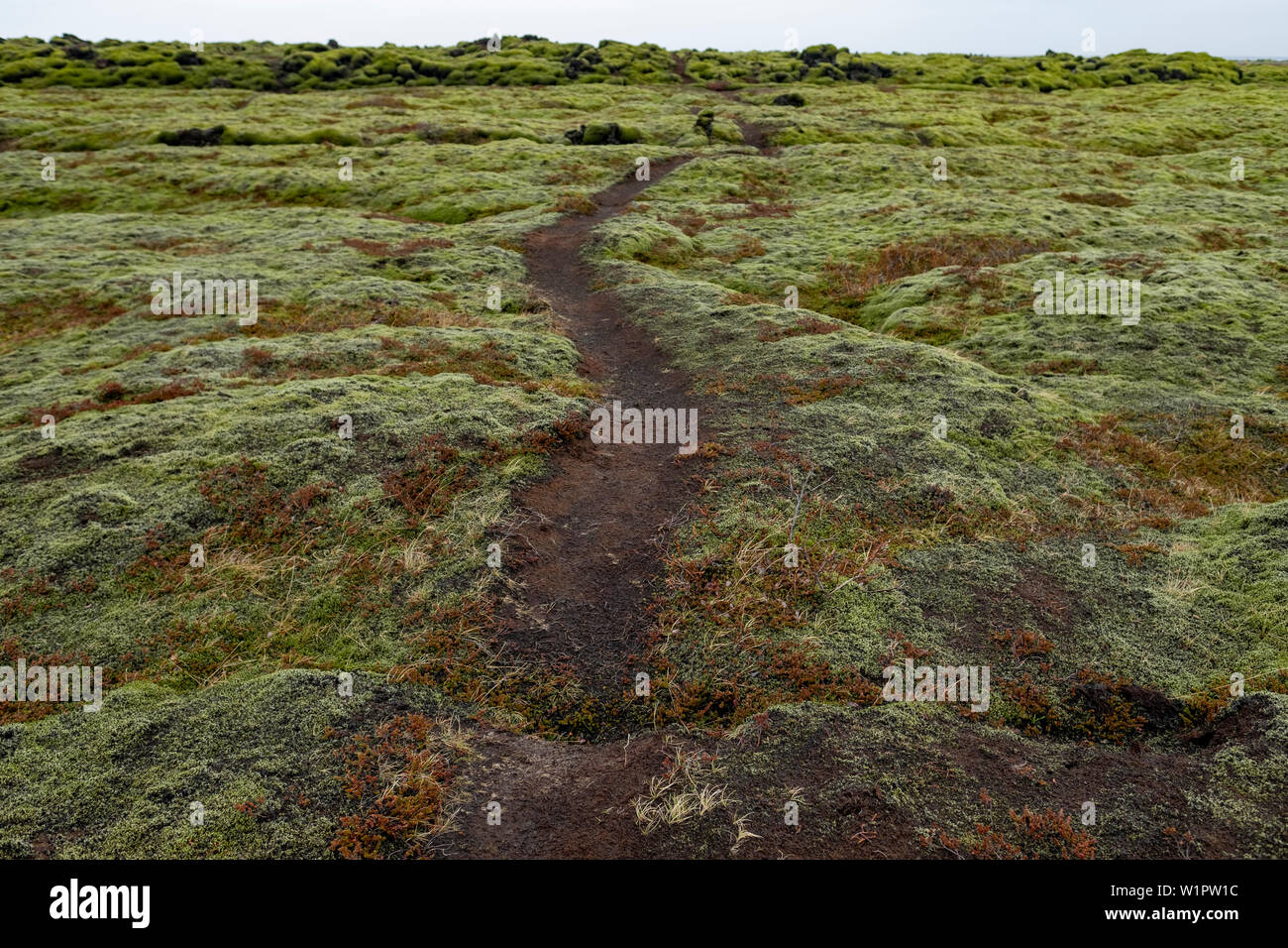 Mossy green lava fields of southern Iceland's Eldraun lava field Stock ...