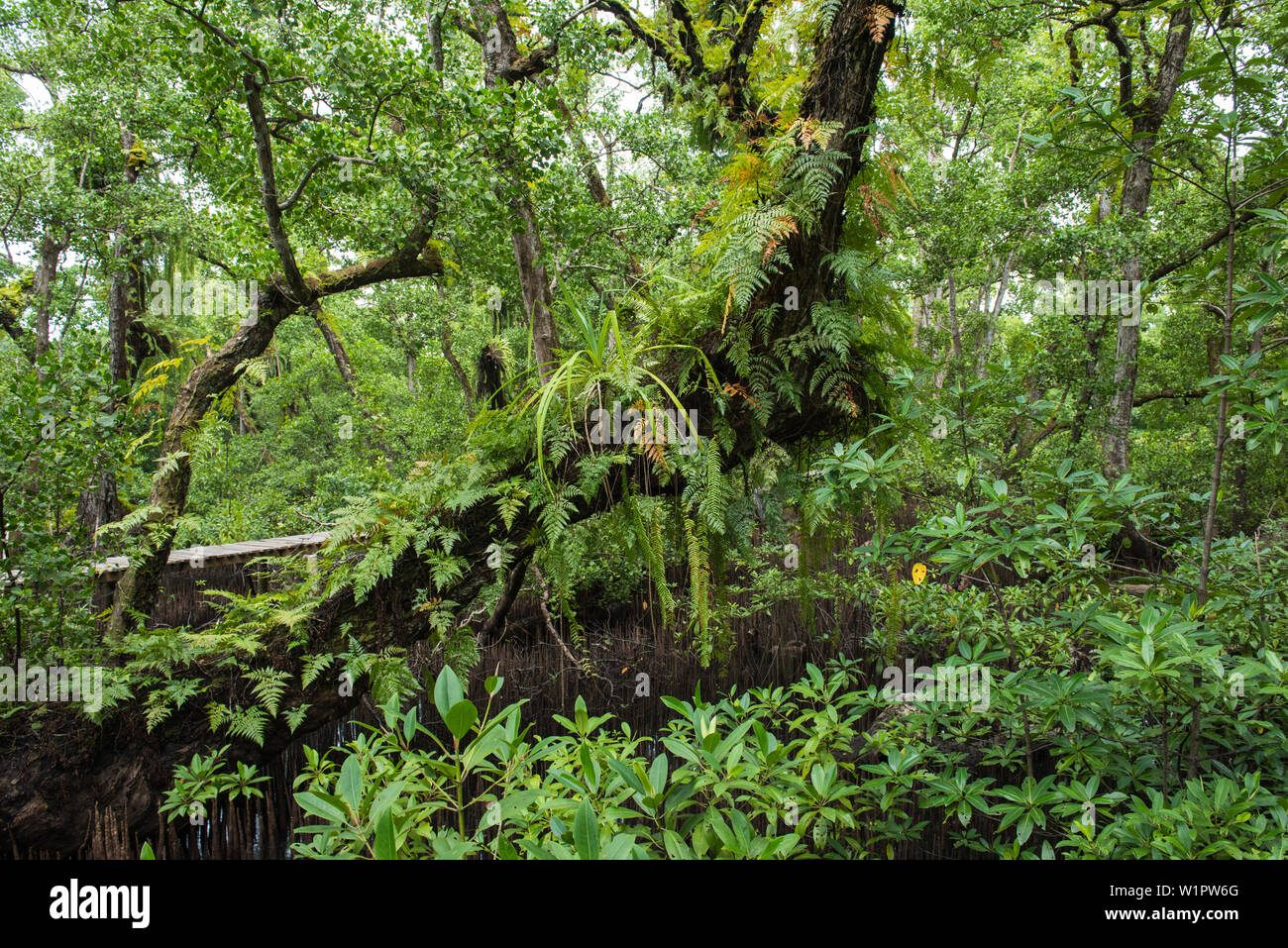 Kosrae island hi-res stock photography and images - Alamy