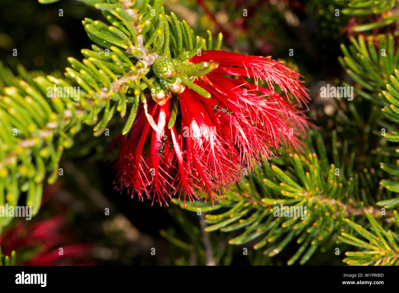 Claw flower hi-res stock photography and images - Alamy