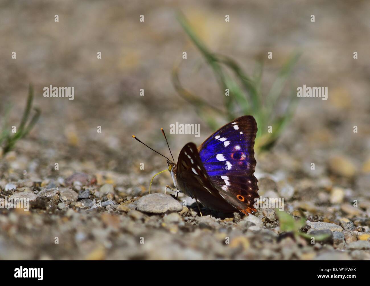 Lesser purple emperor - Apatura ilia Stock Photo - Alamy