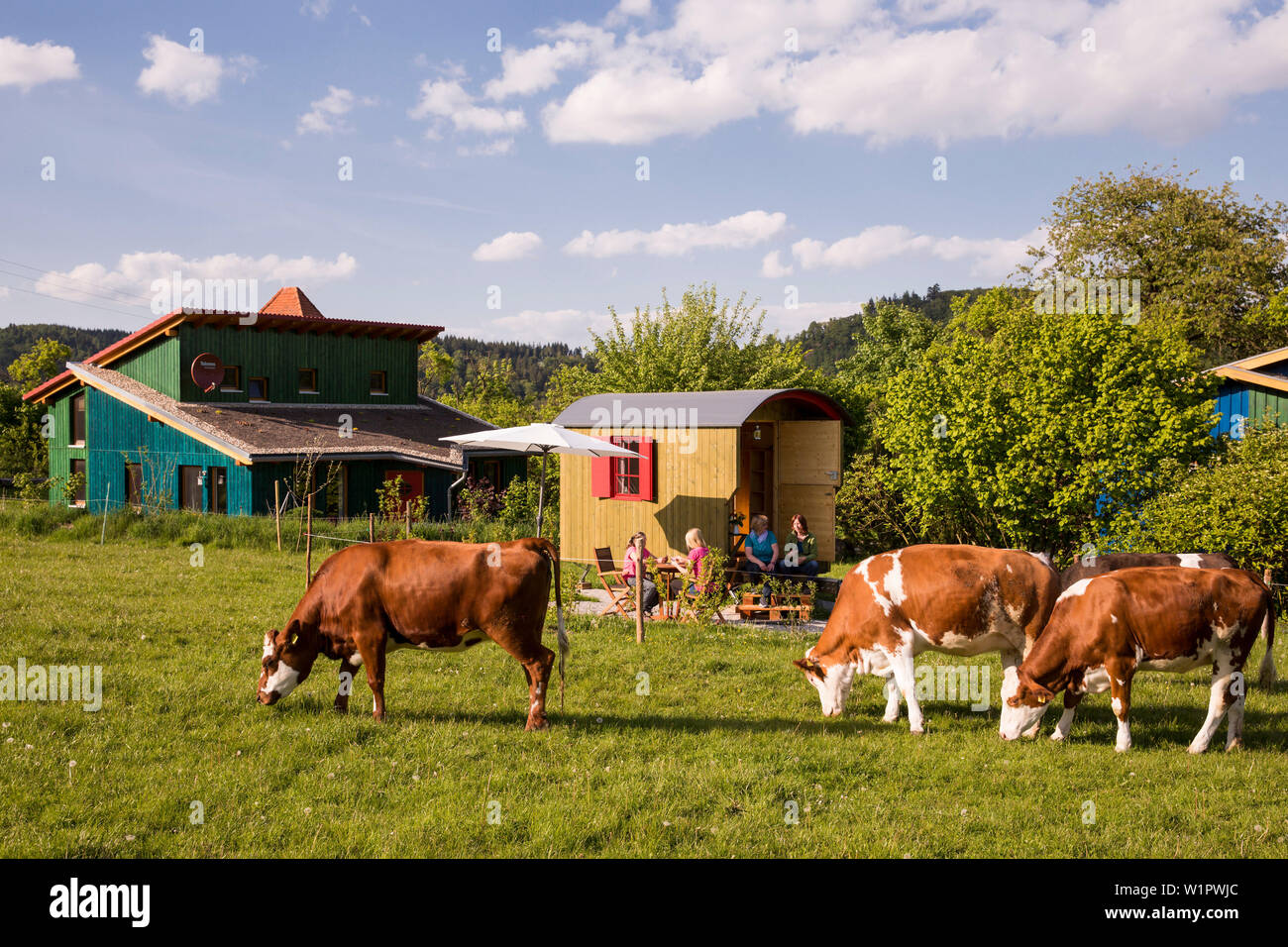 Old house and cows hi-res stock photography and images - Alamy