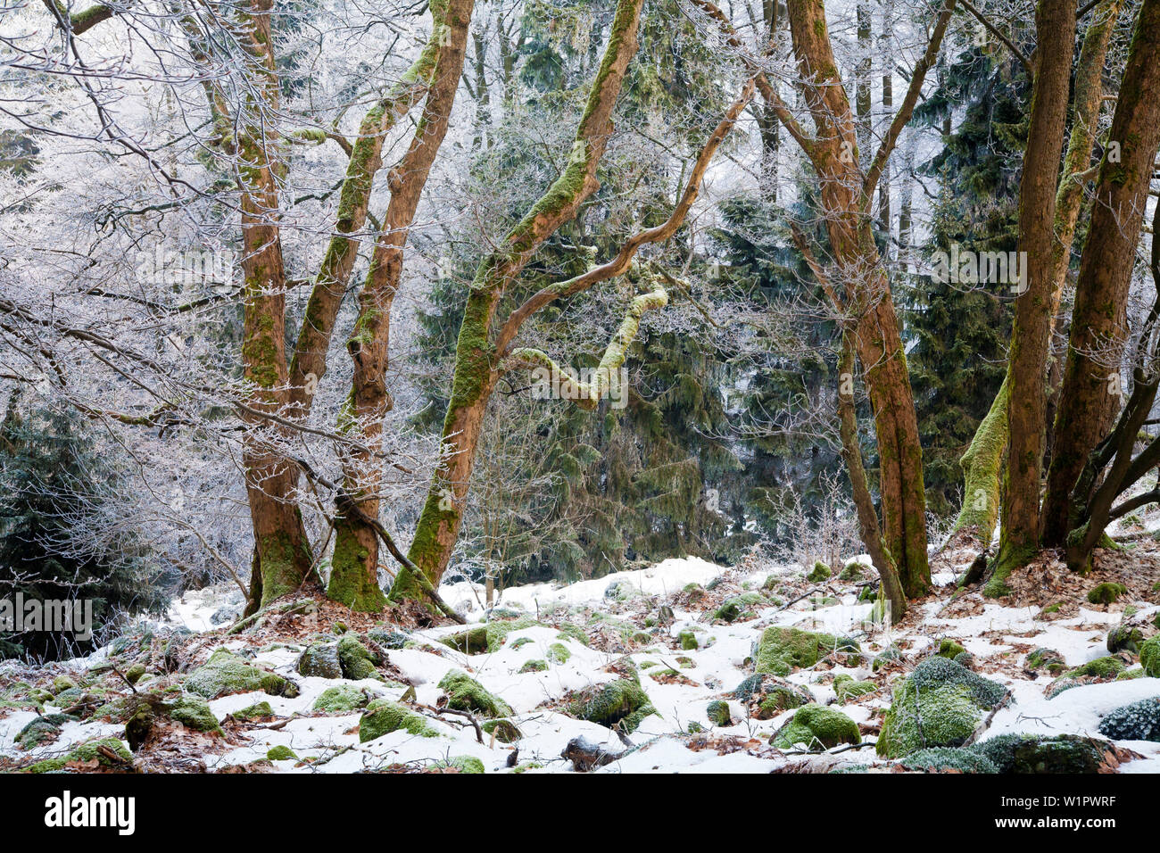 Tree wirh hoar frost, Meissner - Kaufunger Wald nature park, North ...