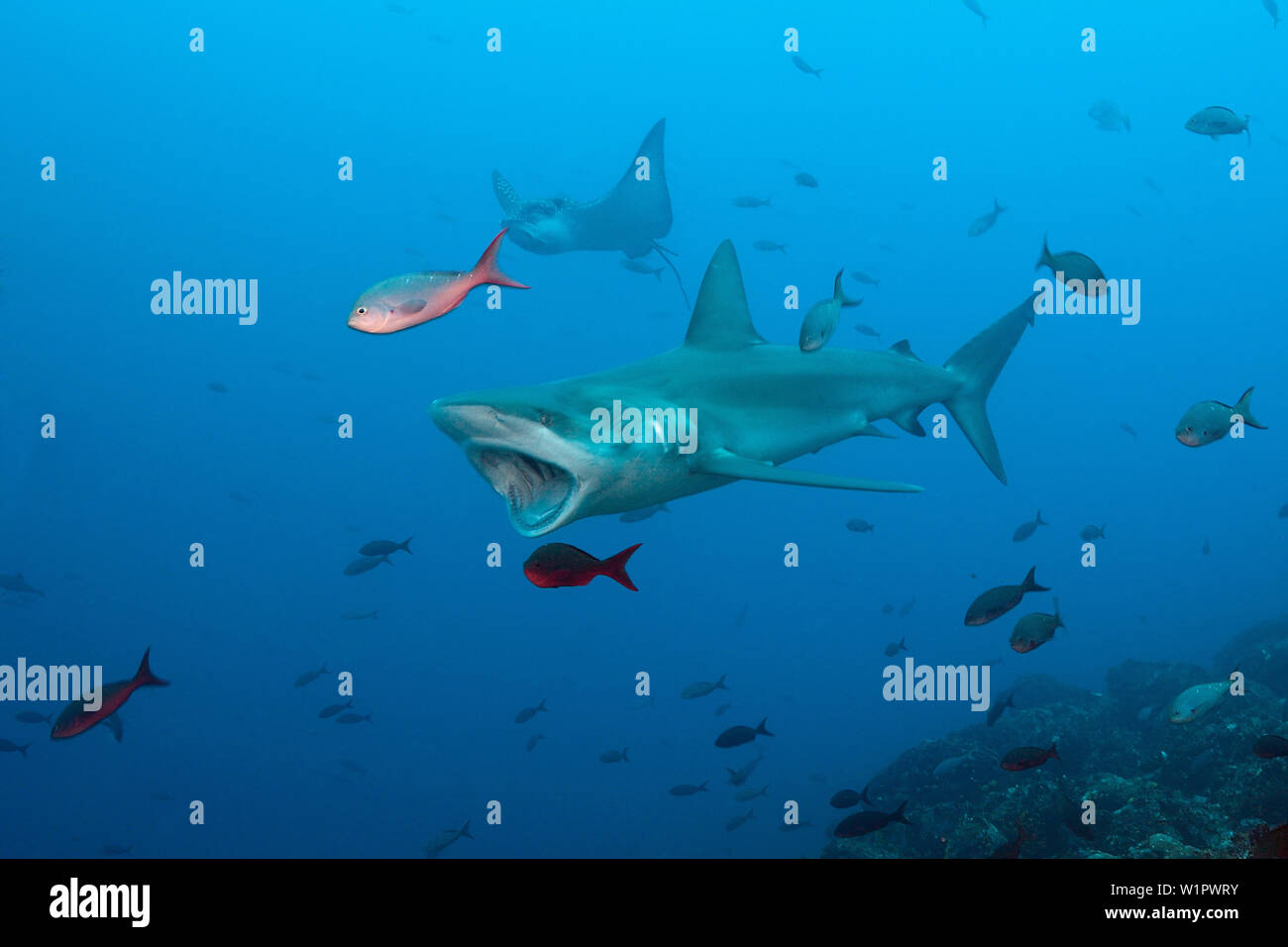 Wolf island hi-res stock photography and images - Alamy