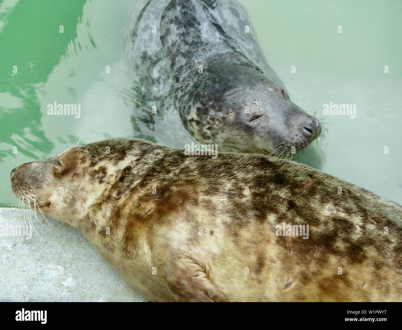 Smiling seals basking by the pool at Gweek seal sanctuary, Cornwall. UK ...