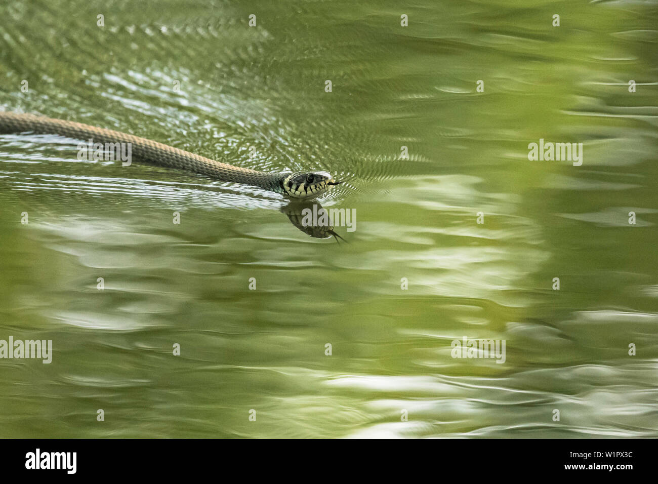 Gliding snake hi-res stock photography and images - Alamy