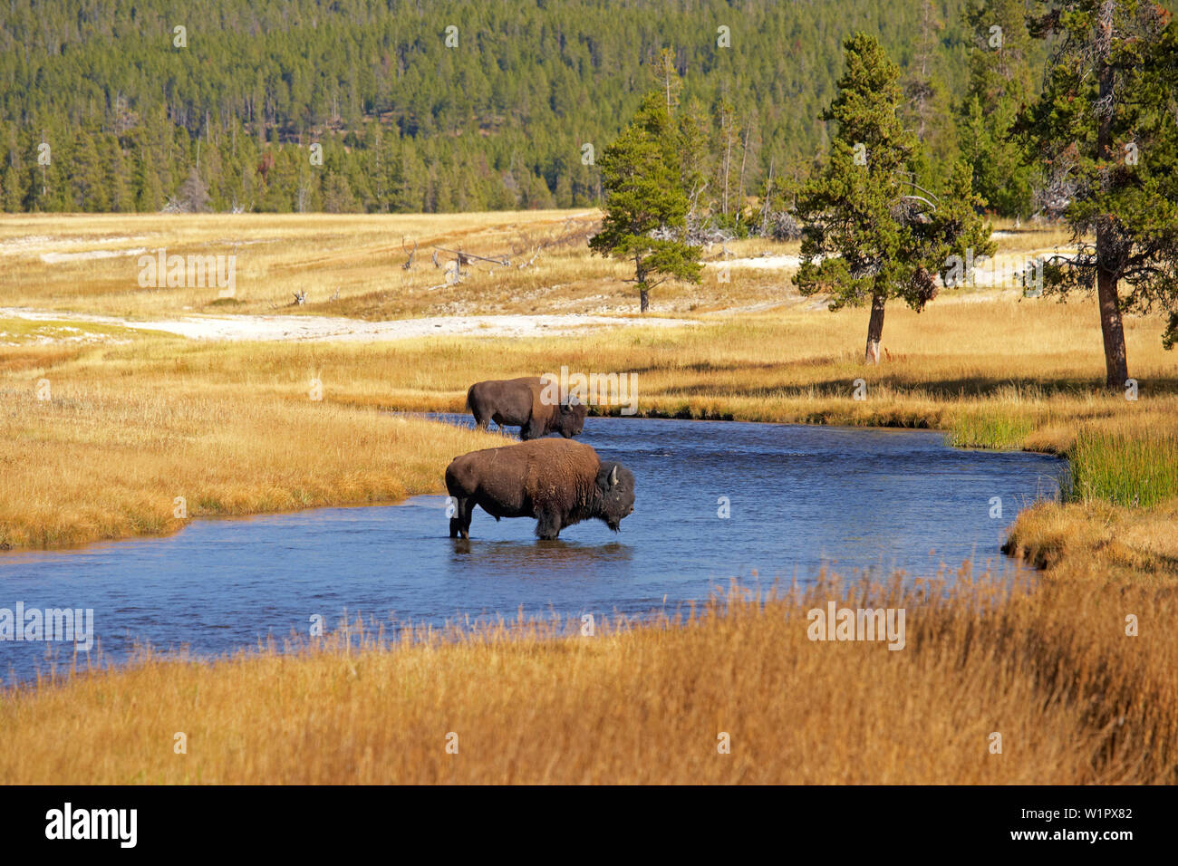 US National Park Series - Yellowstone Stock Photo - Alamy