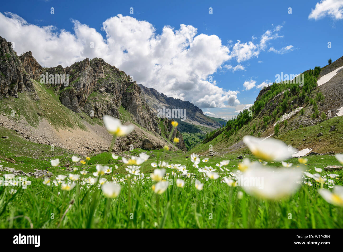 Alpine meadow with flowers with Cottian Alps in background, Passo della ...