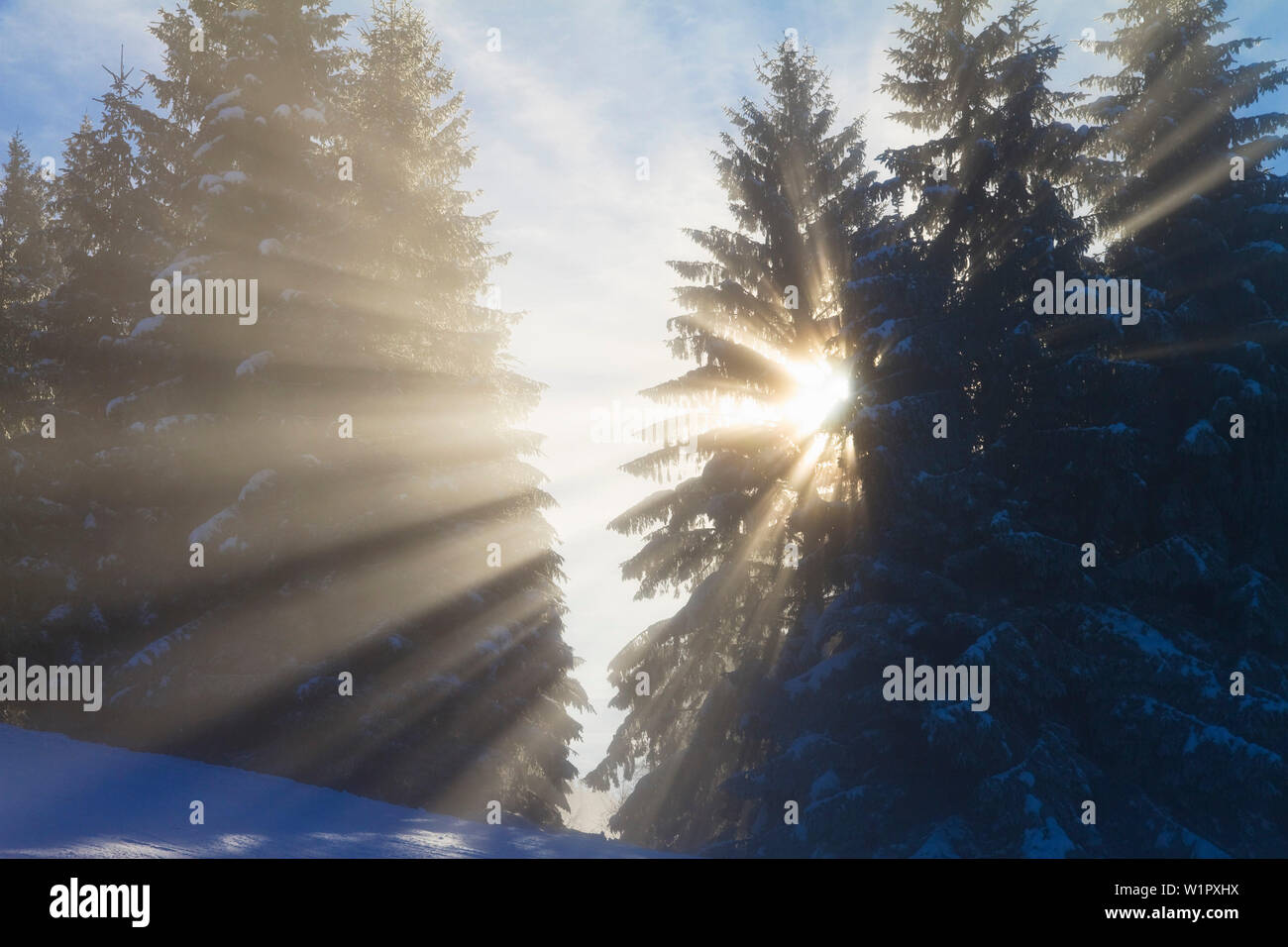 winterscenery in the bavarian Alps, Spruce, Picea abies, Upper Bavaria ...