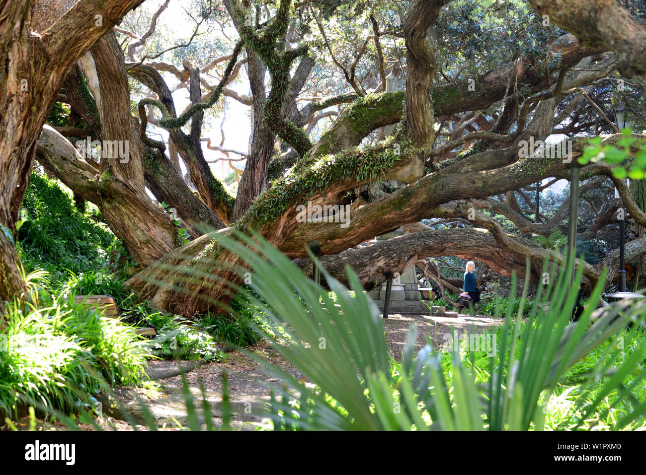Emily Place ParkAuckland, North Island, New Zealand Stock Photo - Alamy