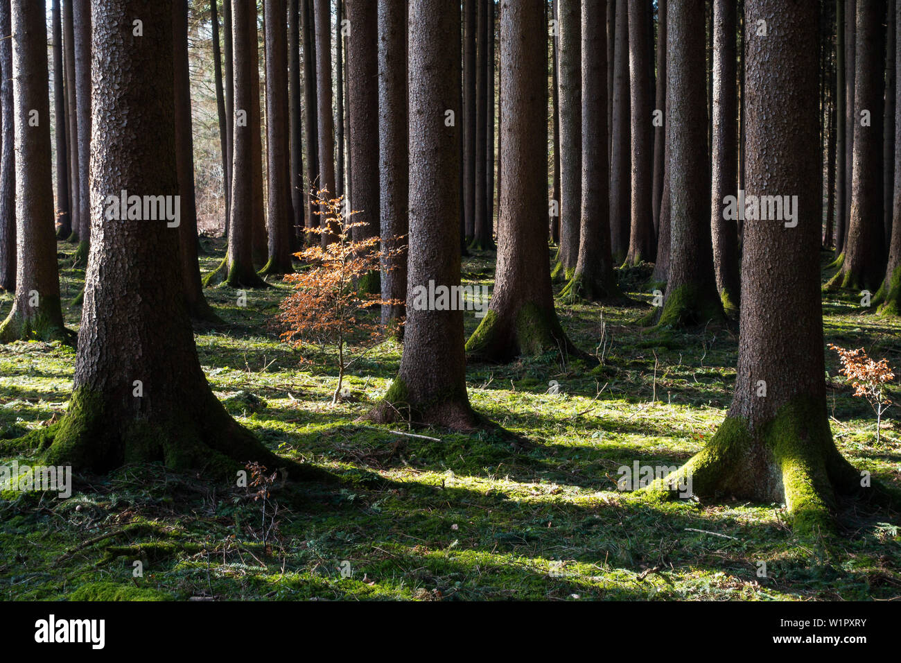 Young beech tree hi-res stock photography and images - Alamy