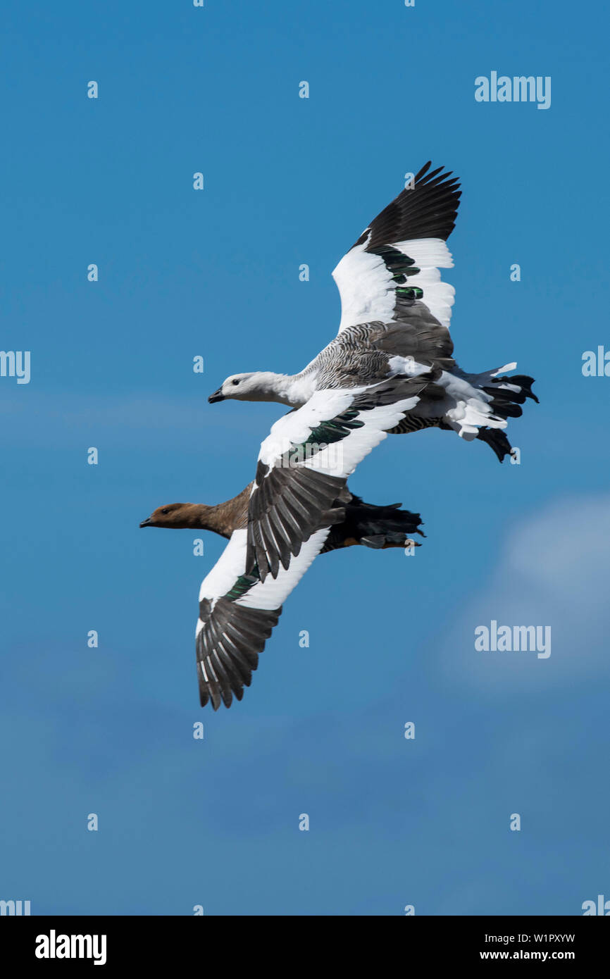 A pair of upland geese, also known as Magellan geese (Chloephaga picta ...