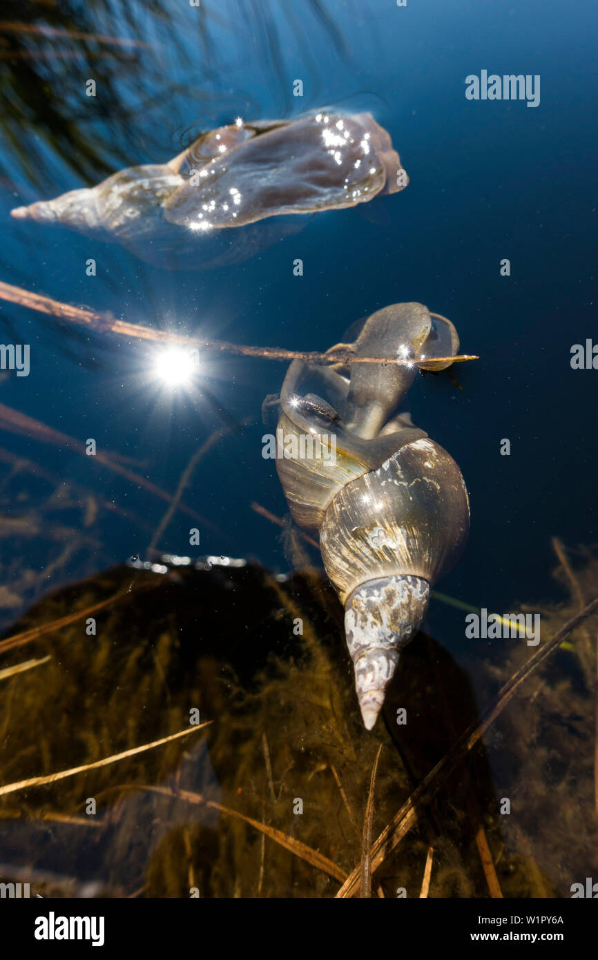 Pond snail hi-res stock photography and images - Alamy