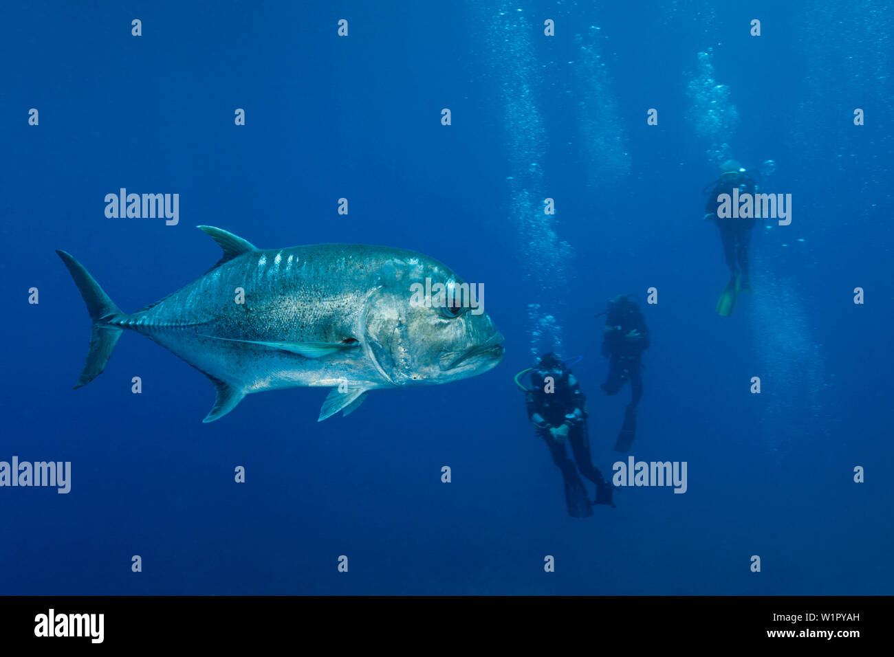 Giant Trevally and Scuba diver, Caranx ignobilis, Christmas Island ...
